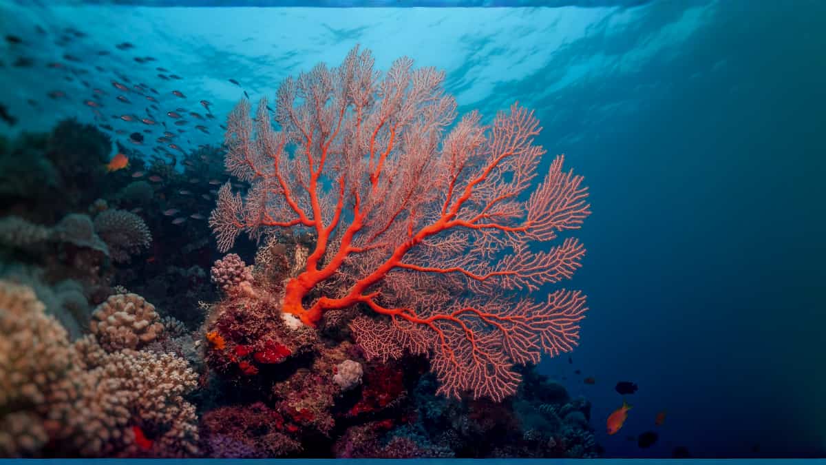 Corail rouge : l’animal qui fait battre le cœur de la Méditerranée ...