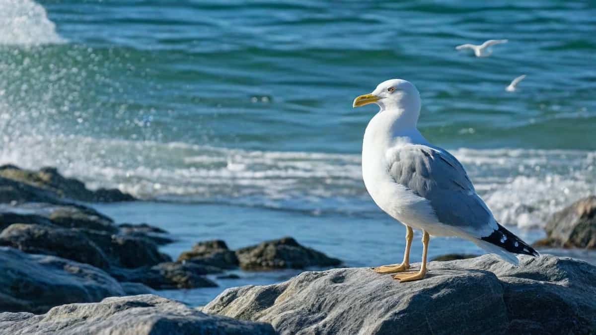 Le goéland, héros méconnu de nos littoraux ? Ce que les experts en ...