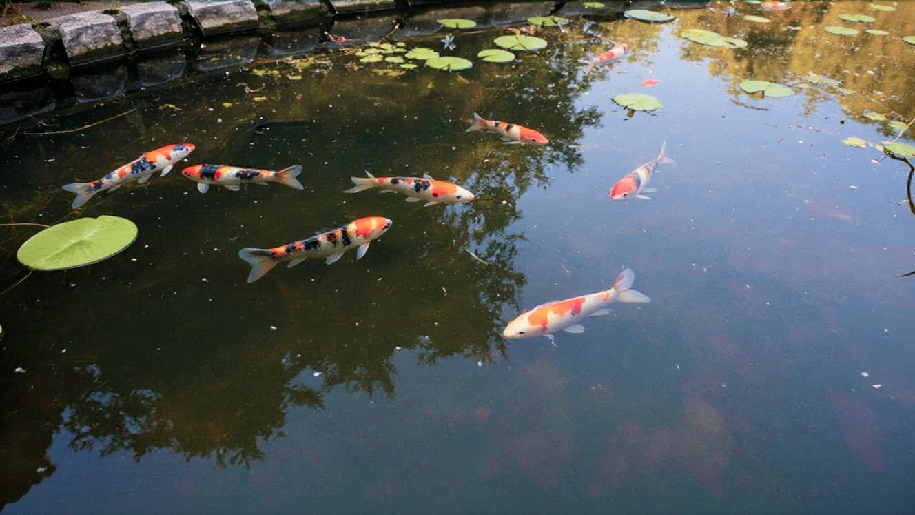 Poissons de bassin : guide pour un équilibre naturel et durable