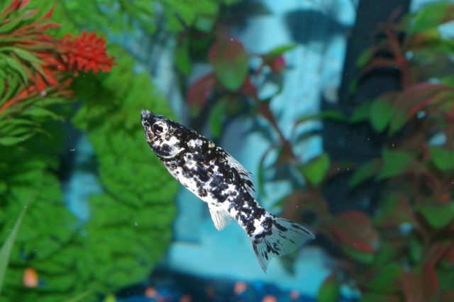 Le Molly (Poecilia shenops) : Conseils pour ce poisson d'aquarium ...