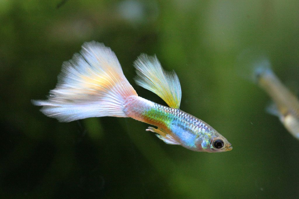 Les micro poissons : Tout savoir sur ces petits poissons - Aquabase