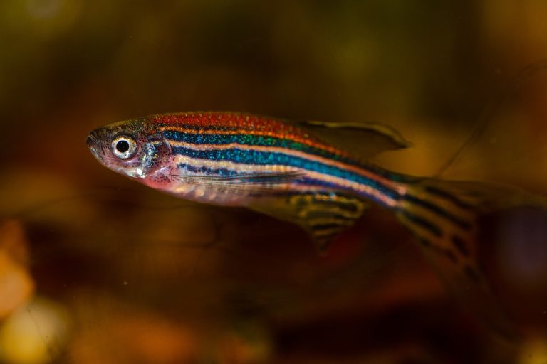 Le poisson zèbre ou Danio rerio : Tout savoir sur ce poisson d'aquarium ...