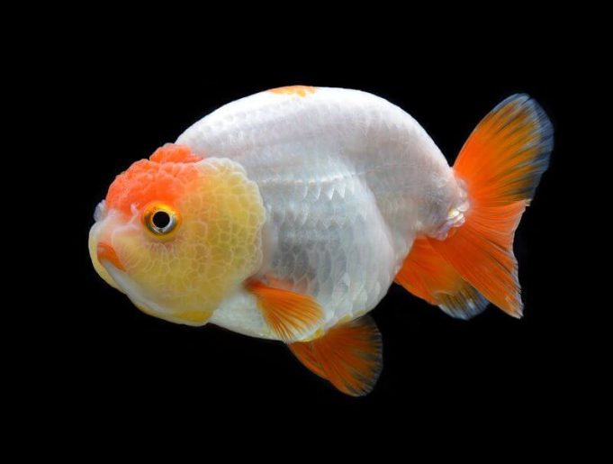 La reproduction du poisson rouge : infos et conseils - Aquabase