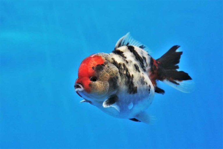 La reproduction du poisson rouge : infos et conseils - Aquabase