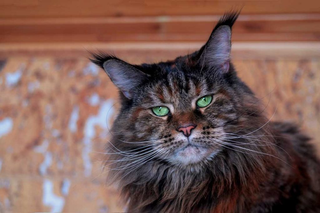 Pourquoi les oreilles de mon chat sont-elles chaudes ? 6 raisons ...