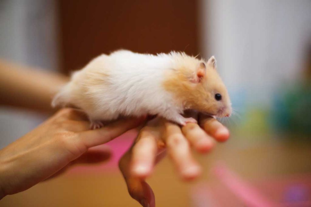 Nom de hamster : 60 idées pour mâles et femelles - Aquabase