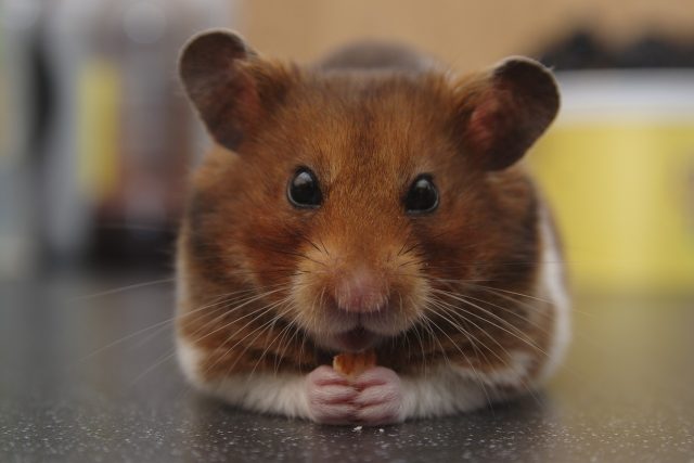 Le hamster : Caractéristiques et alimentation - Aquabase
