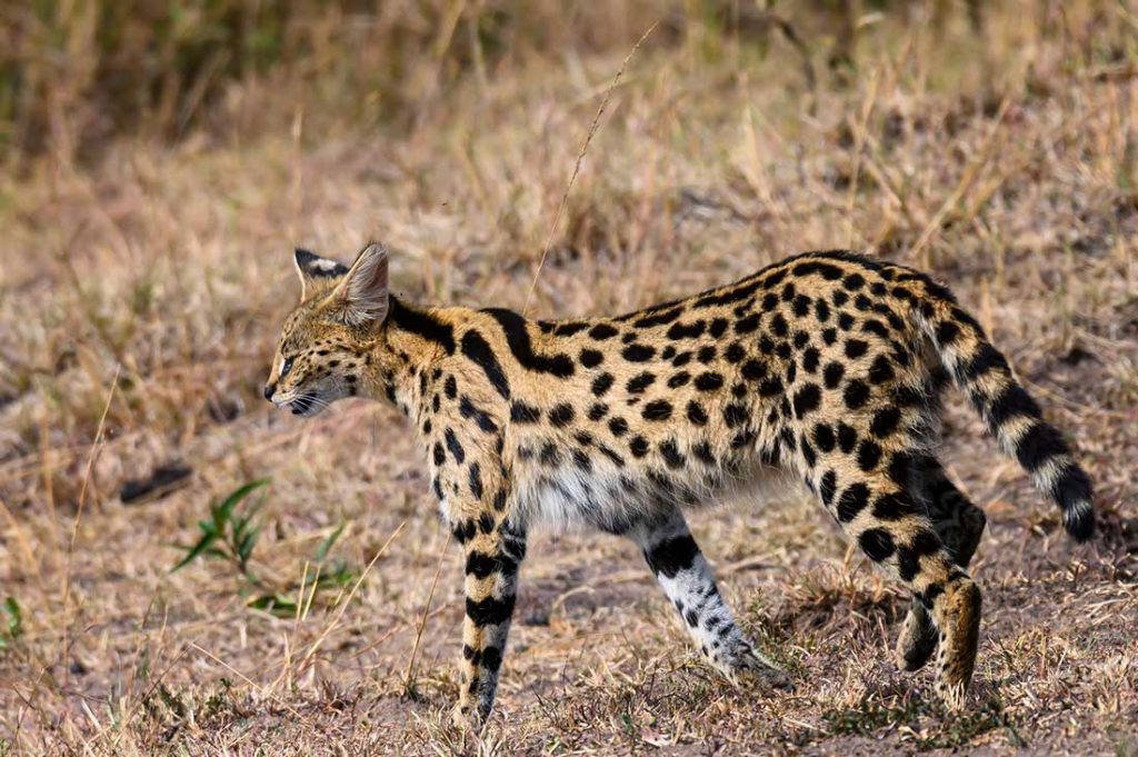 Le serval : Comment vit le félin qui ressemble à un chat - Aquabase