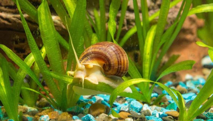Comment naissent les escargots d’aquarium ? - Aquabase