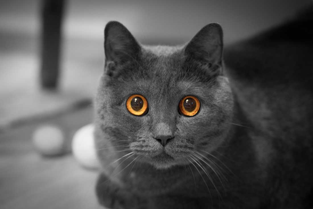 10 races de chat aux yeux oranges - Aquabase