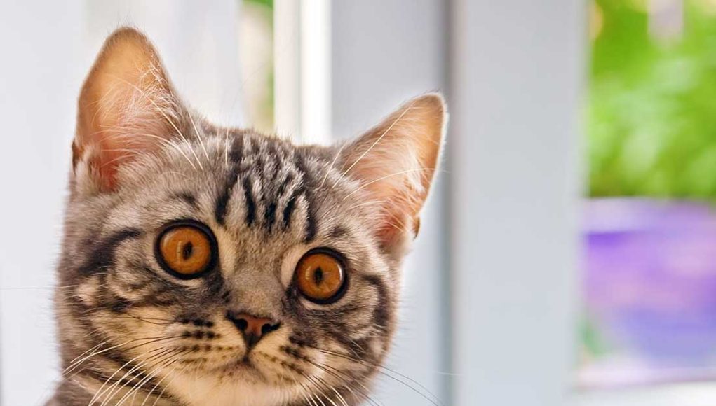 10 races de chat aux yeux oranges - Aquabase