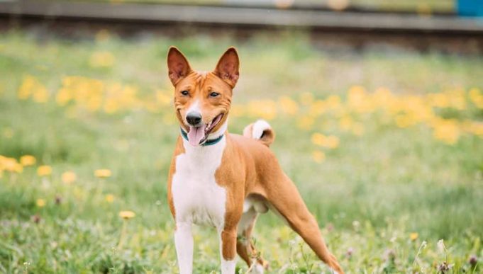 Les races des chiens qui ressemblent à des renards - Aquabase