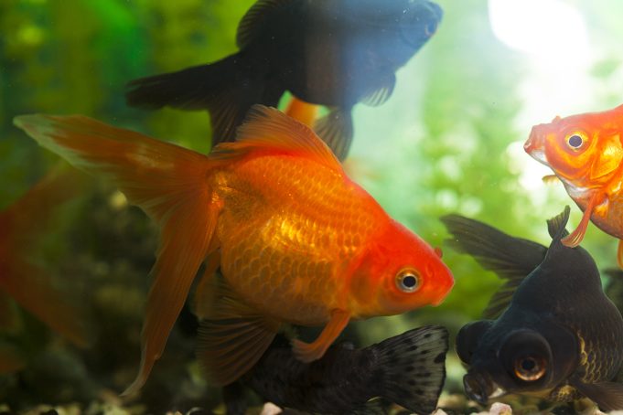 Le poisson rouge : Tout savoir sur ce poisson - Aquabase