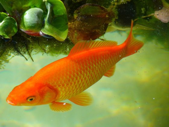 Le poisson rouge : Tout savoir sur ce poisson - Aquabase