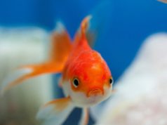 Le xipho : Tout savoir sur ce poisson d'aquarium - Aquabase