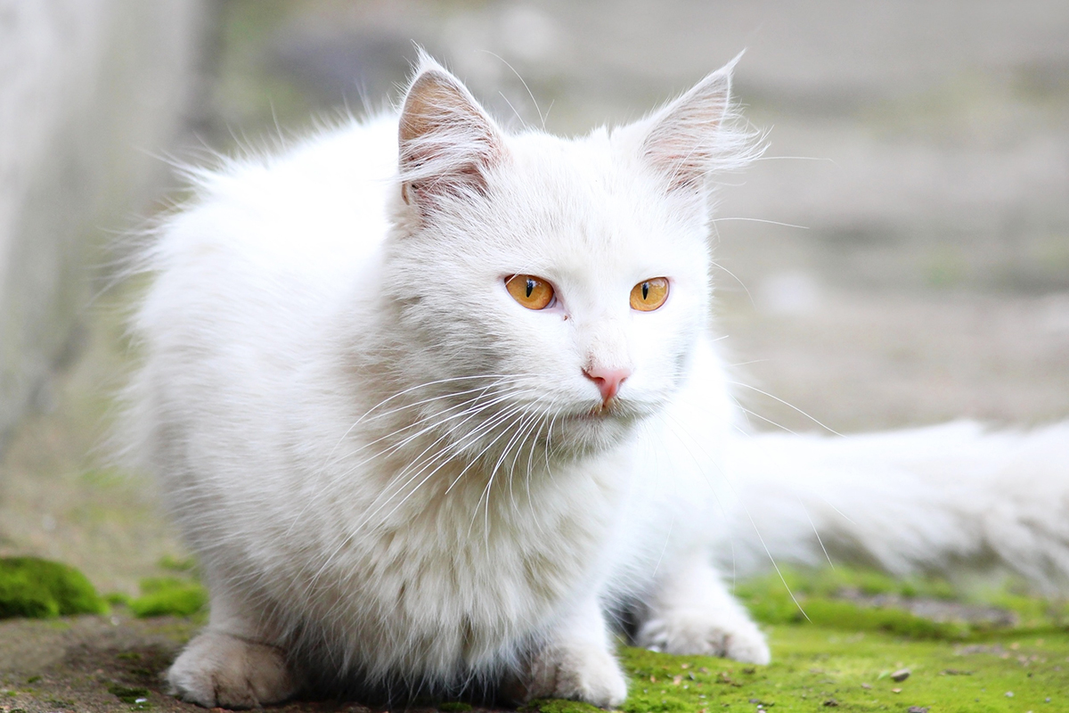 Angora Turc – Tout savoir sur cette race de chat - Aquabase