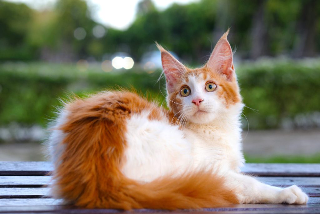 Les races de chat roux et blanc - Aquabase