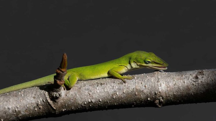 12 meilleurs lézards domestiques pour débuter avec photos - Aquabase