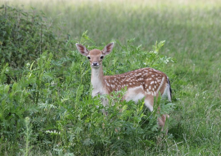 Animal en D : les animaux commençant par la lettre d - Aquabase