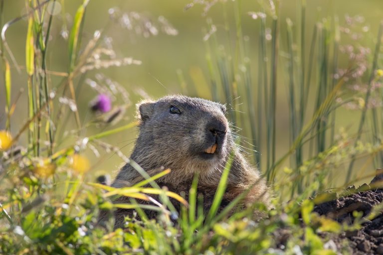 Animal en M : les animaux commençant par la lettre m - Aquabase