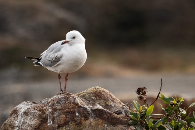Animal en M : les animaux commençant par la lettre m - Aquabase