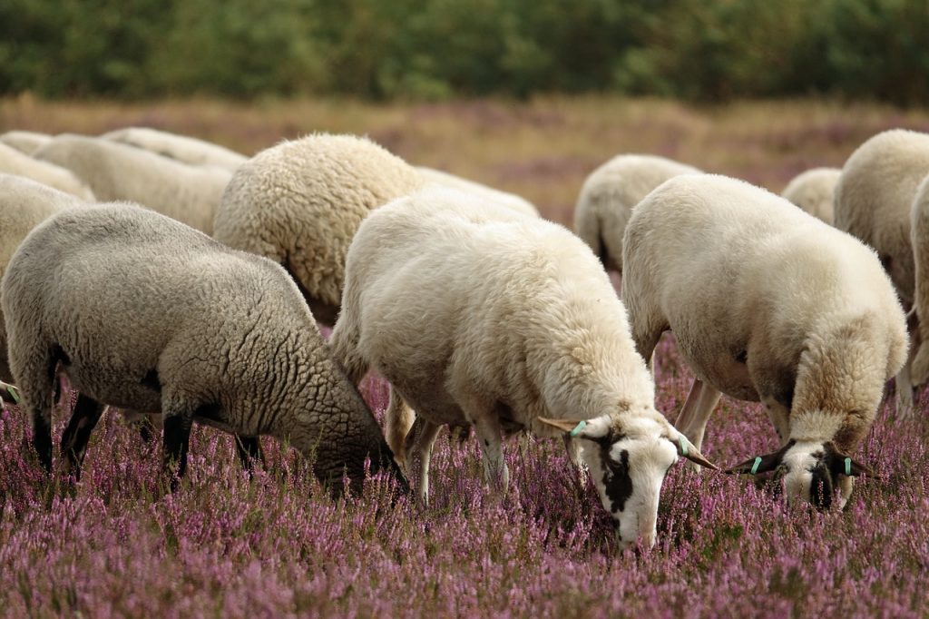 Animal en M : les animaux commençant par la lettre m - Aquabase