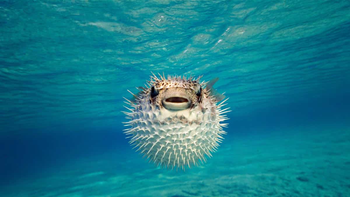 Le poisson-ballon : l’invité surprise qui bouleverse la vie marine en ...