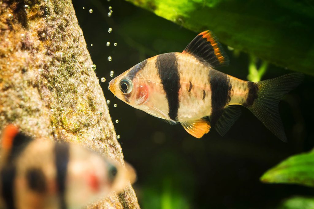 Le barbu de Sumatra : Tout savoir sur ce poisson d'aquarium - Aquabase