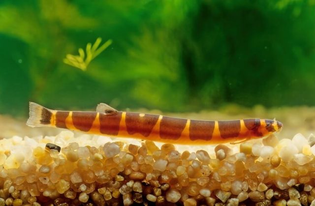 Le kuhli ou Pangio Kuhlii : tout savoir sur ce poisson d’aquarium ...