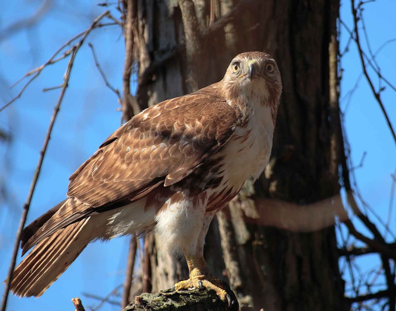 La buse variable : Le plus commun des rapaces d'Europe - Aquabase